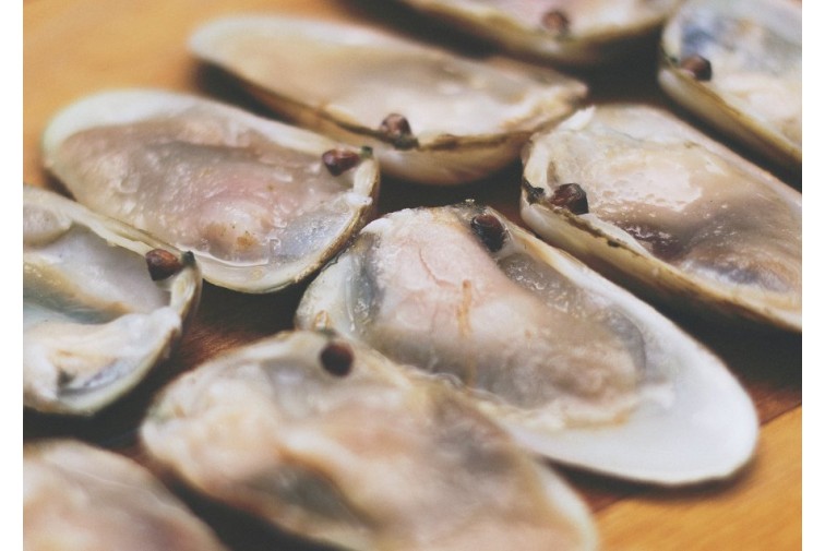 macha nortina 1/2 concha 12 und – Puromar